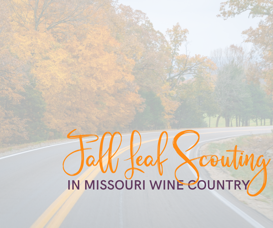 Fall Leaf Scouting in Missouri Wine Country | MO Wines